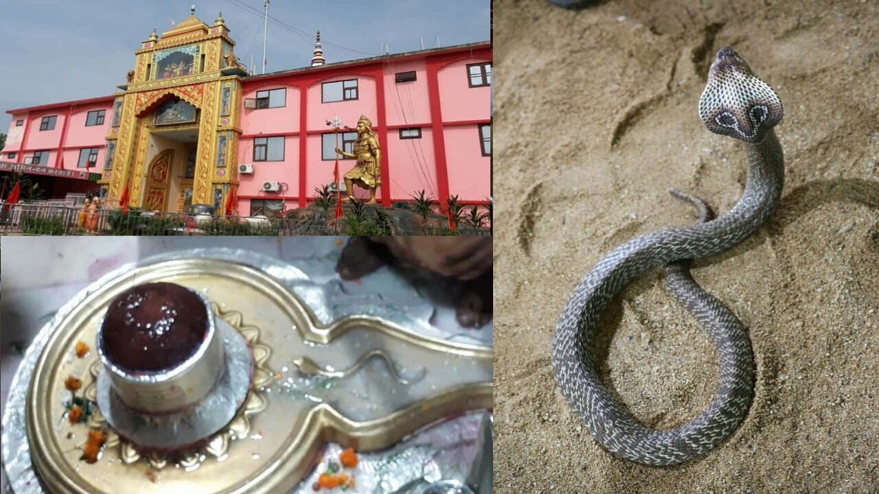 Sangameshwar Mahadev Mandir Snake Story in Arunai Haryana