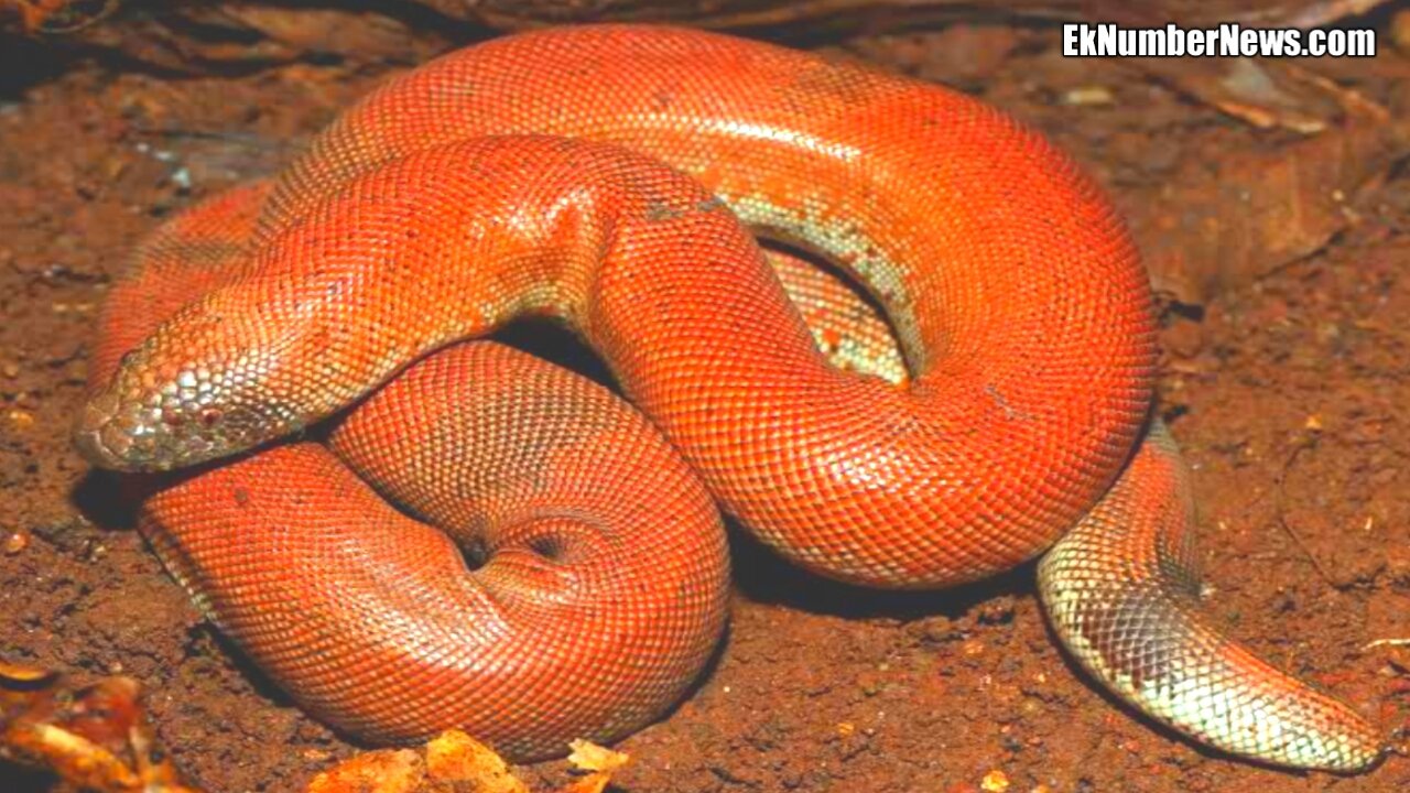 Info About Indian Sand Boa Snake and Mystery Facts: Ek Number News
