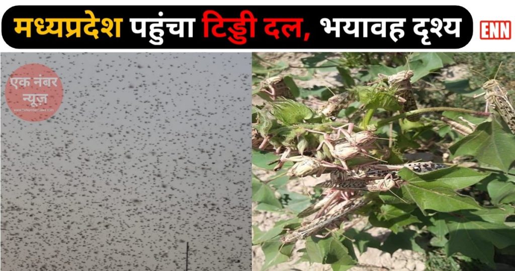 Tiddi Dal in Madhya Pradesh and All info about Tiddi Group and Tiddies