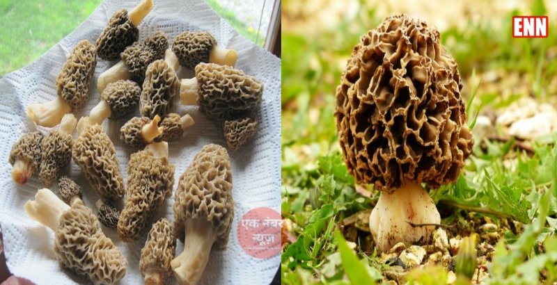 How People do Costly Gucchi Mushroom Business