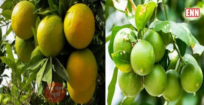 Lemon farming is profitable farming business in India