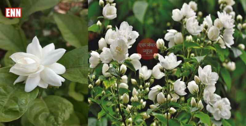 How to grow Mogra plant flowers or Arabian Jasmine at home