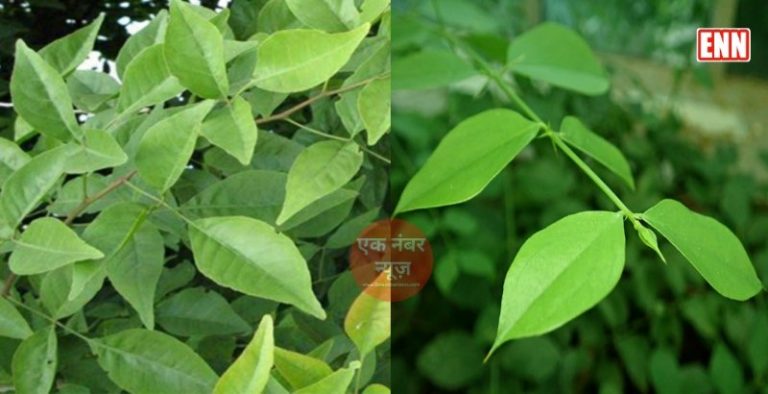 Bring good luck by planting Bel Patra At Home and Growing Tips