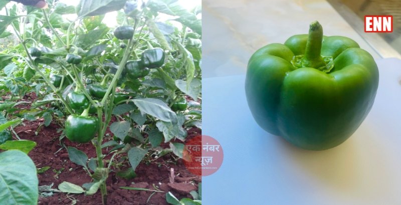Farmer started Shimla Mirchi farming and earning 10 Lakh monthly