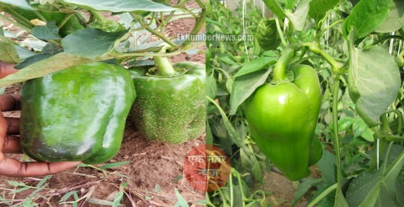 Farmer started Shimla Mirchi farming and earning 10 Lakh monthly