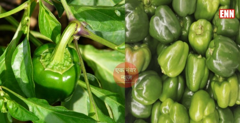 Farmer started Shimla Mirchi farming and earning 10 Lakh monthly