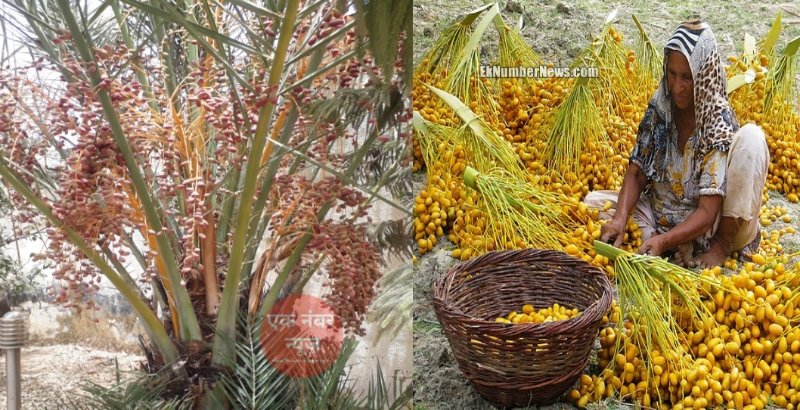 Date farming in Rajasthan is profitable business for farmers