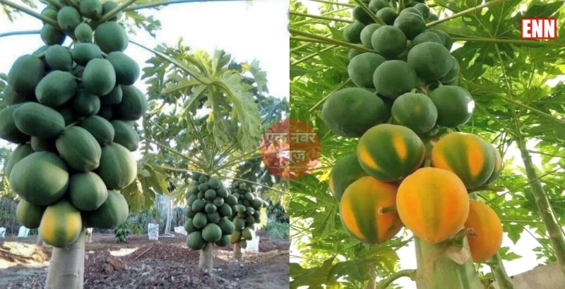 Bhagalpur farmer started Gynodioecious Papaya Farming Business